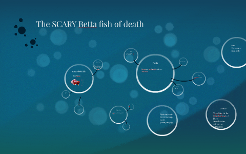 The SCARY Betta fish of death by alic chase on Prezi