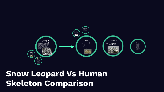 Snow Leopard Vs Human Skeleton Comparison by 37939 JIS on Prezi