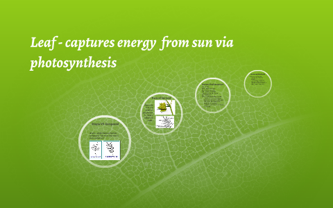 Leaf - captures energy from sun via photosynthesis by Cristina ...