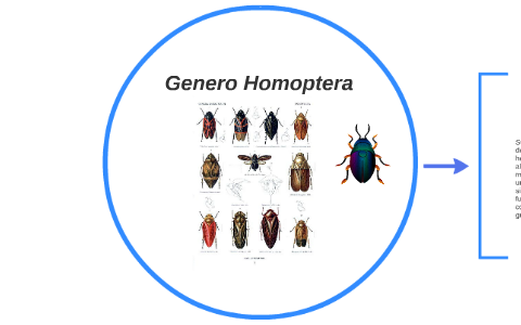 genero homoptera by Keuddy Guzmán on Prezi