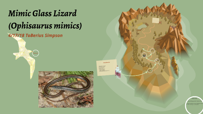 Mimic Glass Lizard (Ophisaurus mimics by quan simpson on Prezi