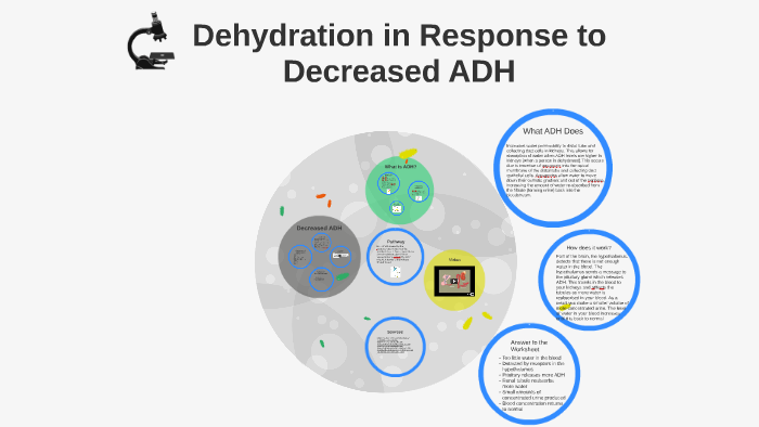 Dehydration in Response to Decreased ADH by Veronica Cortez on Prezi
