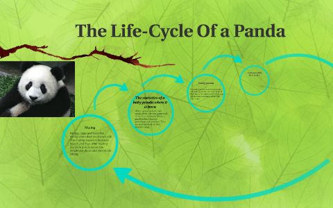 The Life-Cycle Of a Panda by Five Red on Prezi