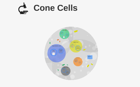 Cone Cells by Brian Arnone on Prezi