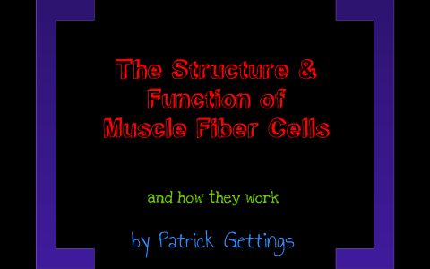 The Structure & Function of Muscle Fiber Cells by Patrick Gettings on Prezi