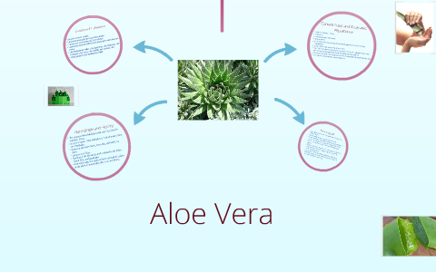 Lab biology Project: Aloe Vera by Nadia Sayed on Prezi