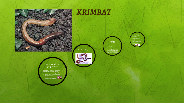 KRIMBAT by niko polaki on Prezi