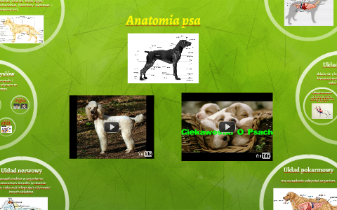 Anatomia psa by Małgorzata Nowakowska on Prezi