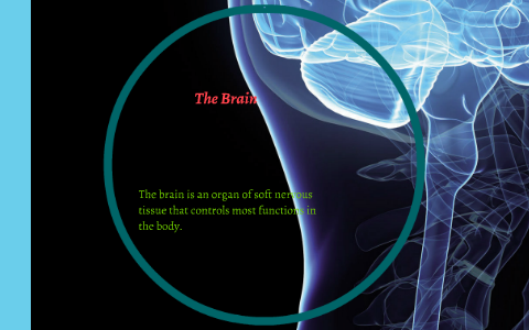 Brain Prezi By Garreth O Brien On Prezi