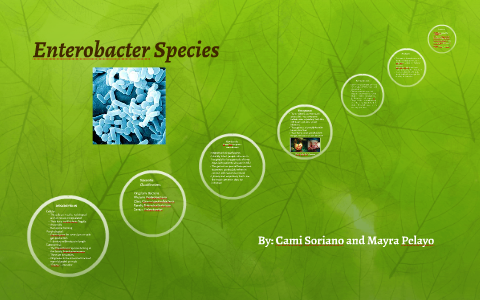 Enterobacter Species by Cameron Soriano