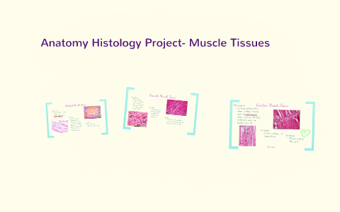 Anatomy Histology Project- Muscle Tissues by Evelyn Dalton