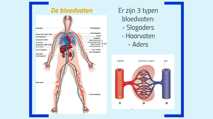 De bloedvaten by J van Rooden on Prezi
