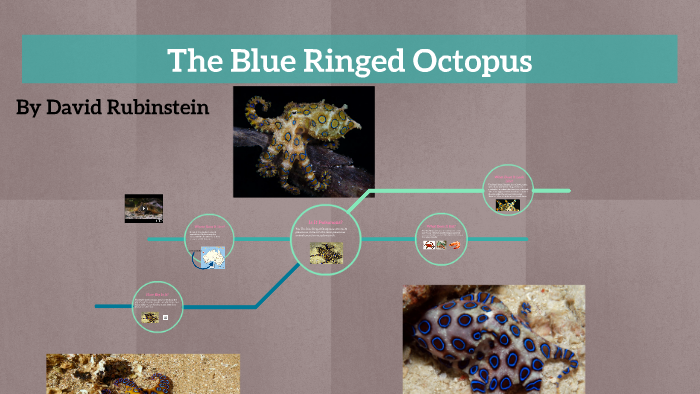 The Blue Ringed Octopus by Hyemi Lim on Prezi