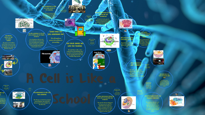 A Cell is Like a School by georgia clementine on Prezi