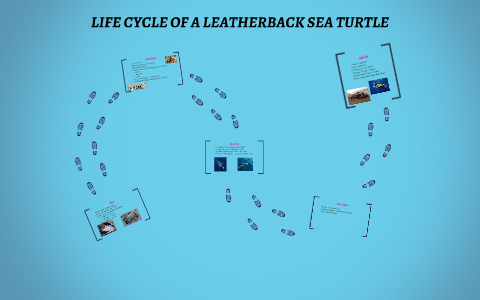 LIFE CYCLE OF A LEATHERBACK SEA TURTLE by C. Sweet on Prezi