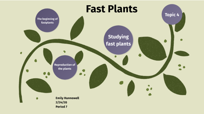 The story of Fast Plants by Emily Hunnewell on Prezi
