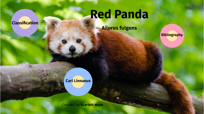 Red Panda - Scarlett Hope 7G by Scarlett Hope on Prezi