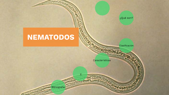 NEMATODOS by Aylin Diaz on Prezi