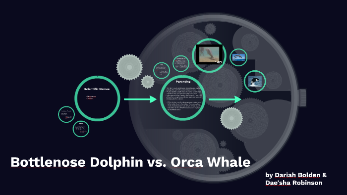 Bottlenose Dolphin vs. Orca Whale by Dae'sha Robinson on Prezi