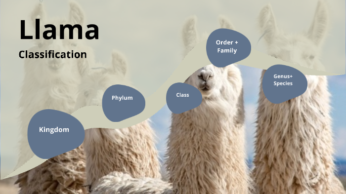 Classifying a Llama by Yvenarly Pierre-Louis on Prezi