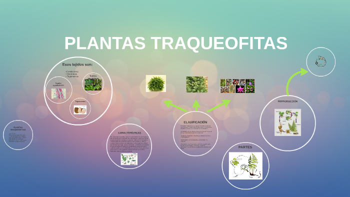 PLANTAS TRAQUEOFITAS by Christian Naranjo on Prezi