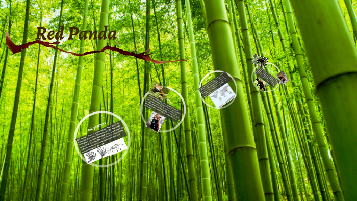 Red Panda Research! by Eloise O'Day on Prezi