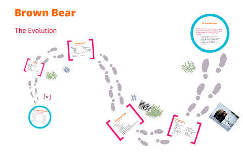 Evolution of the Brown Bear by Robey Jorgensen on Prezi