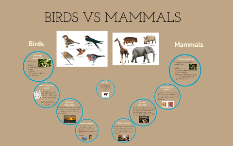 BIRDS VS MAMMALS by Anna Savva on Prezi