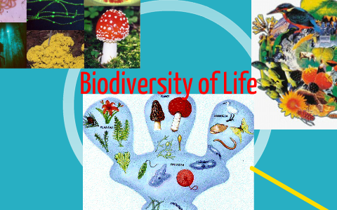 Biodiversity of Life- Mind Map by alex persaud on Prezi