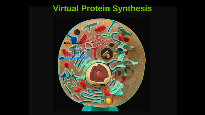 Virtual Protein Synthesis by Chelsea Nuttall on Prezi