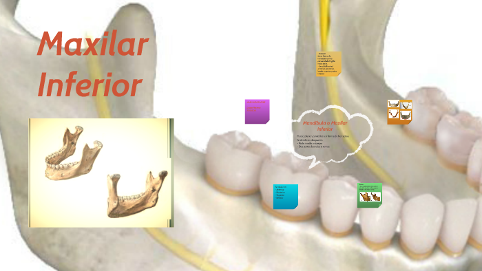 Maxilar Inferior by Jamel Herrera on Prezi