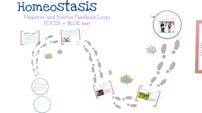 Homeostasis: Negative and Positive Feedback Loops by Natalie Ferguson ...