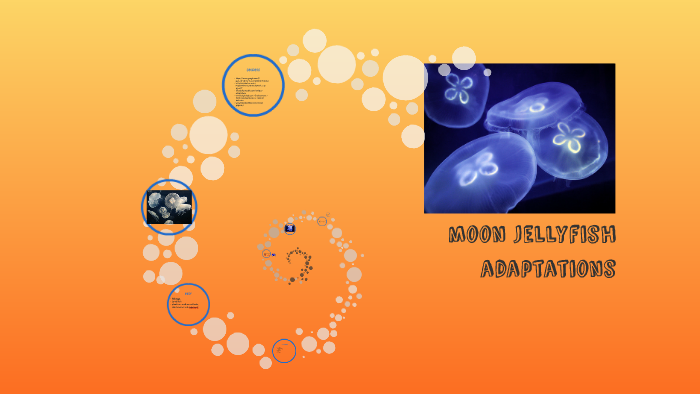 moon jellyfish adaptations by Anna Ervin on Prezi