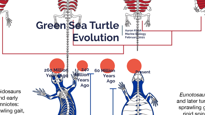 Green Sea Turtle Evolution by aaron kwok on Prezi