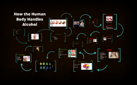 How the Human Body Handles Alcohol by HECO Nutrition on Prezi