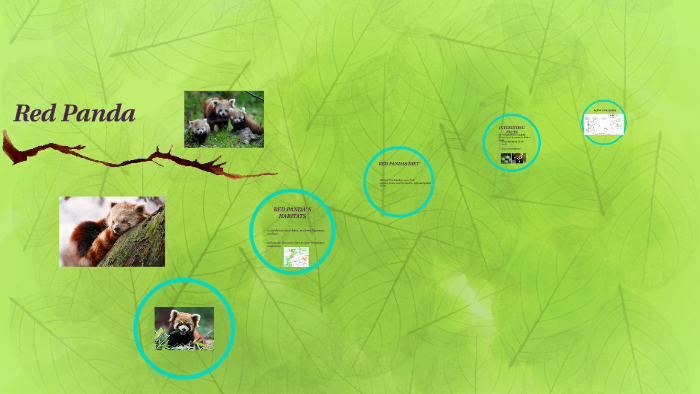Red Panda by Library Class on Prezi