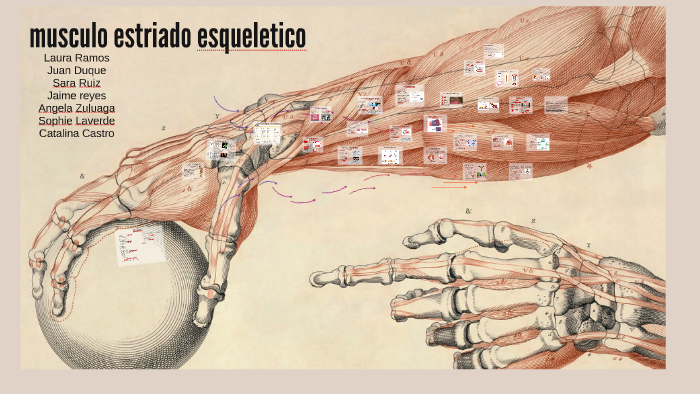 musculo estriado esqueletico by catalina castro on Prezi