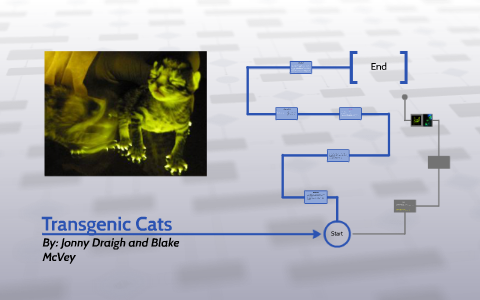 Transgenic Cats by Jonny Draigh on Prezi