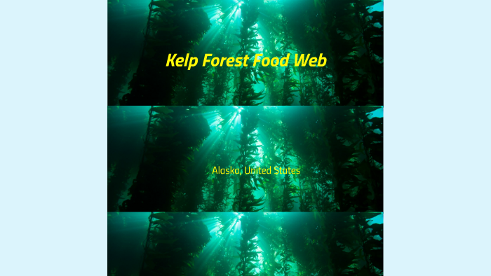 Kelp Forest Food Web by Bianca Michel on Prezi