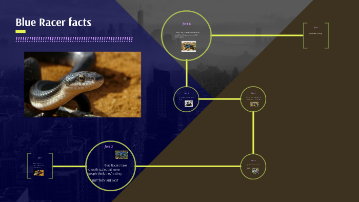 blue racer facts by Kendra Austin on Prezi