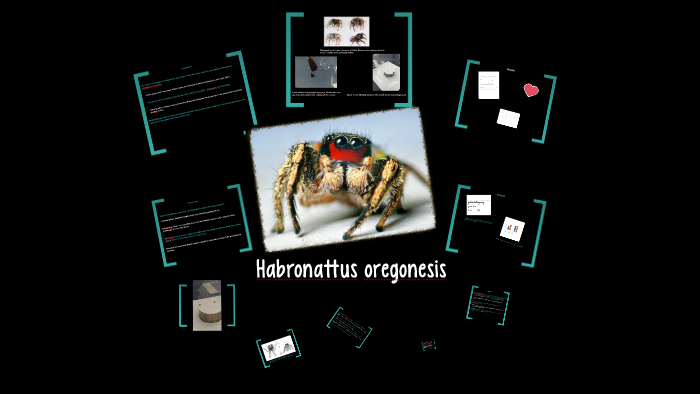 Jumping Spider Experiment by Jessica kelly on Prezi