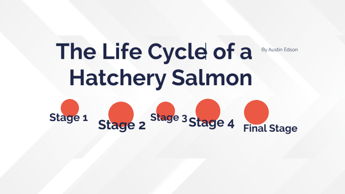 The Life Cycle of a Hatchery Salmon by Austin Edson on Prezi