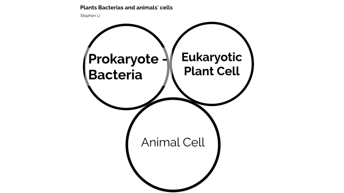 BioCell project by Stephen Li on Prezi