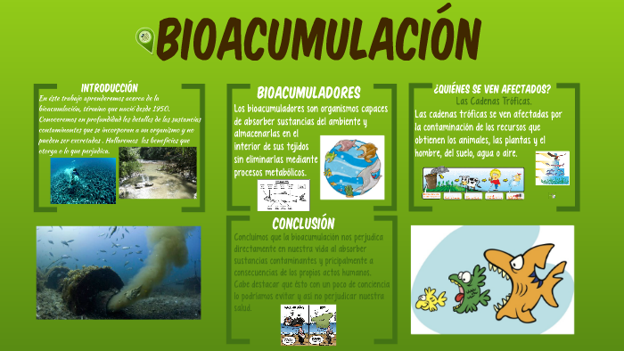 Bioacumulacion by Mariajosé Riquelme Avila on Prezi