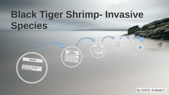 Black Tiger Shrimp- Invasive Species by Ariel Ethington on Prezi