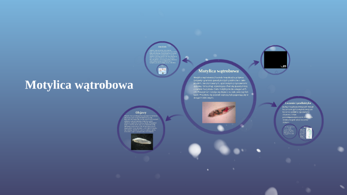 Motylica wątrobowa by Karolina Szymalska on Prezi