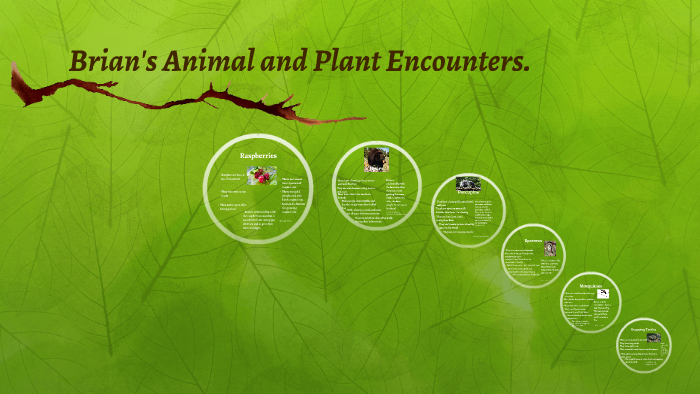 Hatchet: Animals and Plants Brian encounters by Sofia Senn on Prezi