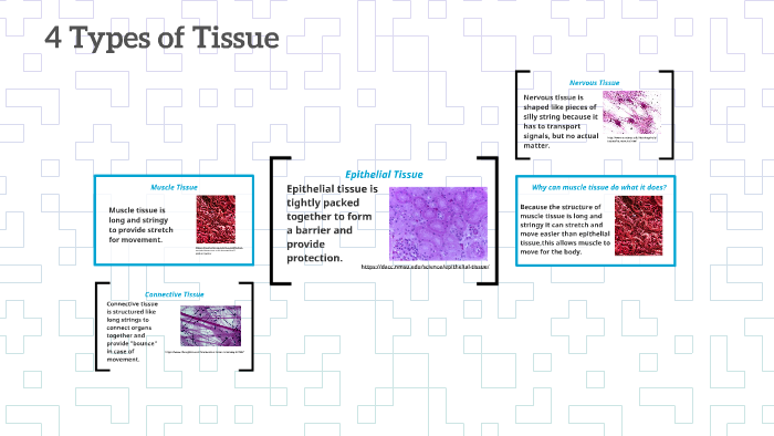 4 Types of Tissue by Bria Bass on Prezi