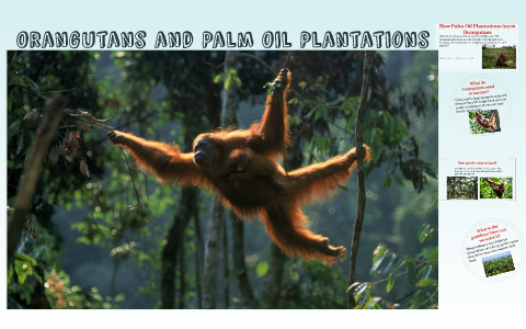 Orangutan and Palm oil by Yazzi A on Prezi