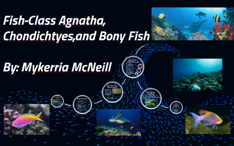 Fish-Class Agnatha, Chondichtyes,and Bony Fish by M McNeill on Prezi